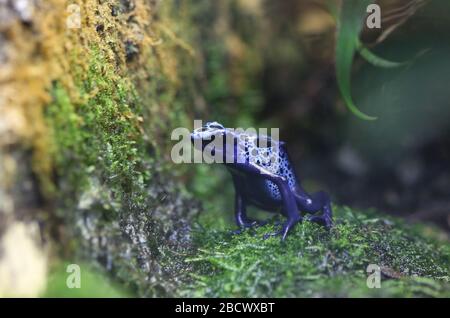 Blue Poison Frog. Species: azureus Genus: Dendrobates Family ...