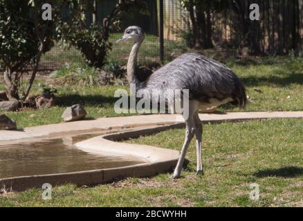 Greater Rhea. Species: americana,Genus: Rhea,Family: Rheidae,Order ...