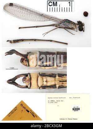 Indolestes bellax. 11 Jul 20161 Stock Photo - Alamy