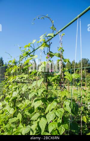 Good Mother Stallard pole beans growing on a string trellis in Maple ...