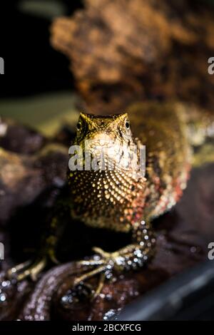 The Chinese crocodile lizard (Shinisaurus crocodilurus) is a ...