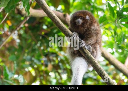 Mammalia, order 1, primates Stock Photo - Alamy