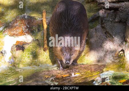 American Beaver. Species: canadensis,Genus: Castor,Family: Castoridae ...