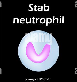 Neutrophils structure. Blood cell neutrophils. White blood cells ...