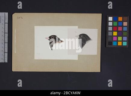 Robert Ridgway Bird Head Drawing 283. This drawing or engravings of ...