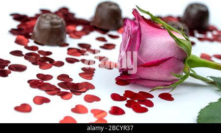 surprisingly beautiful rose flower close up. delicate flower is lying ...
