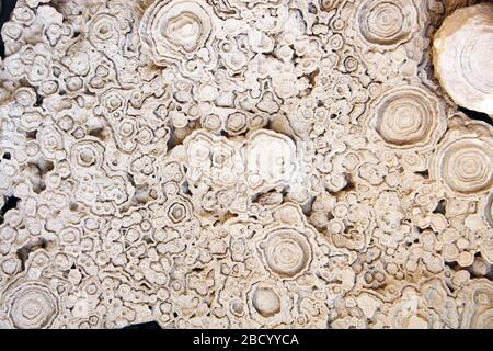 Petrified fossil stromatolite (cyanobacteria, blue-green algae Stock ...