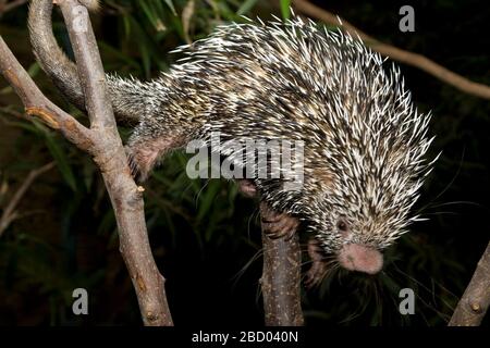 Mammal Porcupine Prehensile tailed Coendu bicolor Stock Photo - Alamy