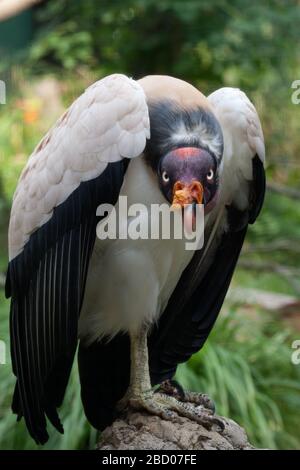 King Vulture (Sarcoramphus papa) female Stock Photo - Alamy