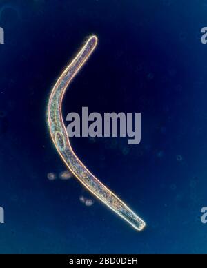 Spirostomum free-living ciliate protists Stock Photo - Alamy