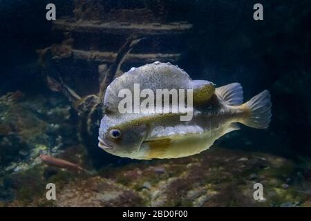 underwater scenery showing a marine fish with a huge hump in black back ...