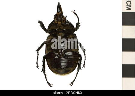 Eastern Hercules Beetle (Dynastes tityus Stock Photo - Alamy