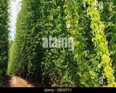 Hopfenfeld, Spalter Hügelland, Franken, Bayern, Deutschland Stock Photo ...