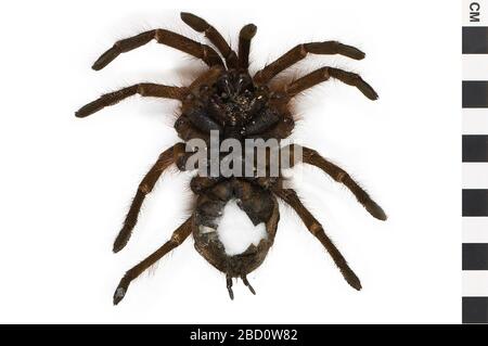The Goliath birdeater tarantula (Theraphosa blondi) in the Peruvian ...