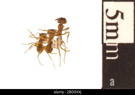 Northern Fungus-farming Ant (Trachymyrmex septentrionalis Stock Photo ...