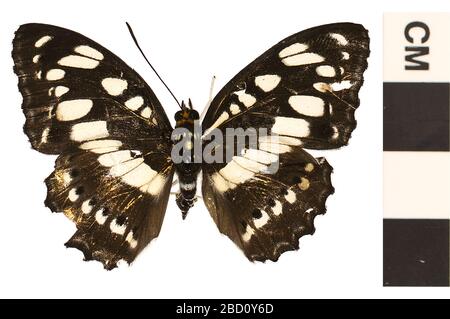 Common Sergeant Butterfly (Athyma perius Stock Photo - Alamy