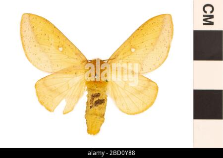 Orange-striped oakworm - Anisota senatoria Stock Photo - Alamy
