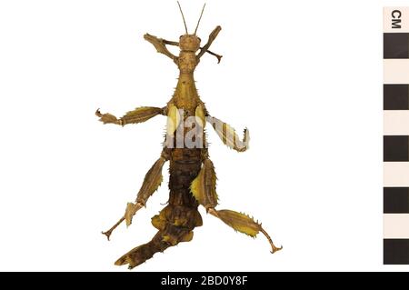 Giant Prickly Stick Insect / Spiny Stick Insect (Extatosoma tiaratum ...