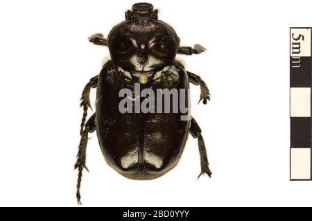 Hermit Flower Beetle (Osmoderma eremicola Stock Photo - Alamy