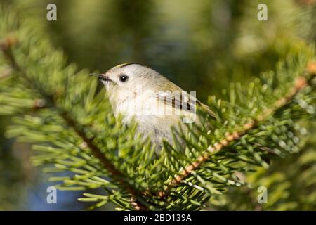 A small, shaped tree sits among rocks and grass in a garden. Pathways ...