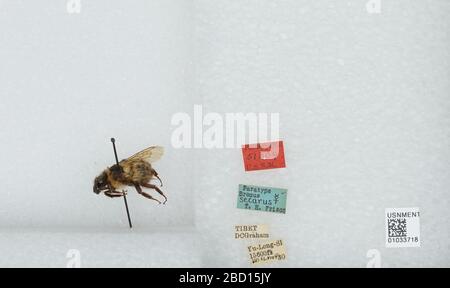 Bombus Megabombus securus. Transcribed by digital volunteersParatype ...
