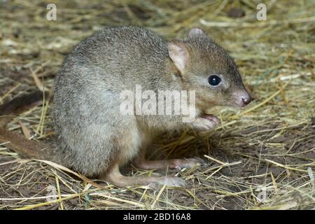 Malagasy Giant Jumping Rat (Hypogeomys antimena) at night, Kirindy ...