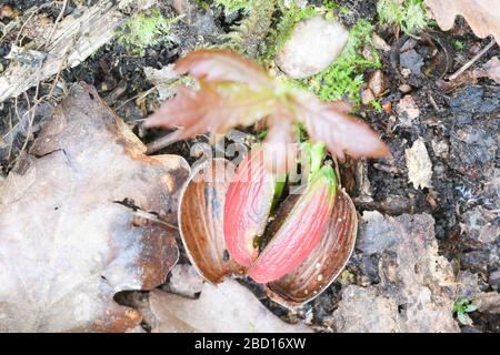 Oak tree sprouting from acorn Stock Photo - Alamy