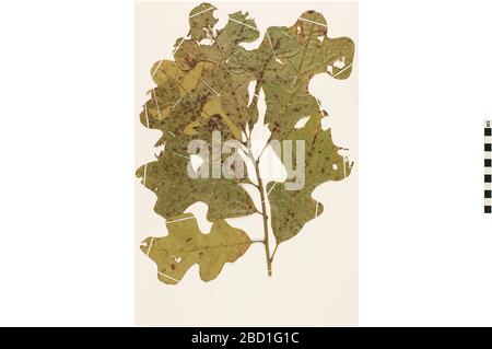 post oak (Quercus stellata Stock Photo - Alamy