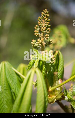 horse chesnut tree in england Stock Photo - Alamy