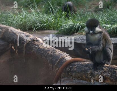 Allen's Swamp Monkey (Allenopithecus nigroviridis) adult, sitting in ...