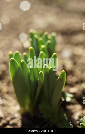 Flowers in garden. Sprouts in ground. Garden details. Spring green ...
