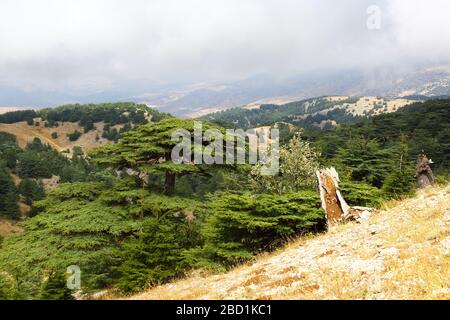 Lebanese landscape at Arez al Barouk Stock Photo - Alamy
