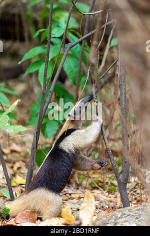 Northern tamandua (Tamandua mexicana) - feeding - Costa Rica - in Stock ...