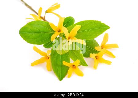 Easter tree (Forsythia) isolated on white background Stock Photo - Alamy