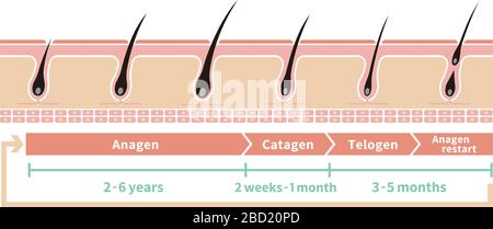 Normal hair cycle illustration Stock Vector Image & Art - Alamy