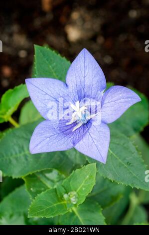 Campanula pyramidalis, Chimney bellflower Stock Photo - Alamy