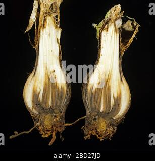 Basal rot Fusarium oxysporum shown in Freesia corm section Stock Photo ...