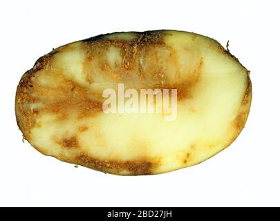 Potato tuber from a crop with late blight (Phtophthora infestans ...