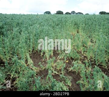 Foot rot (Phoma medicaginis) infection in pea crop in pod Stock Photo ...