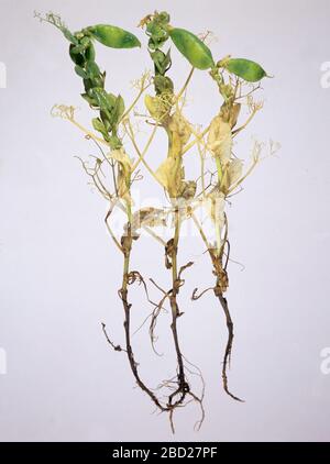 A fungal root disease of peas pea foot rot Aphanomyces euteiches ...