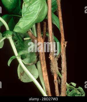 Grey mould Botrytis cinera infection on the stem of a begonia house ...