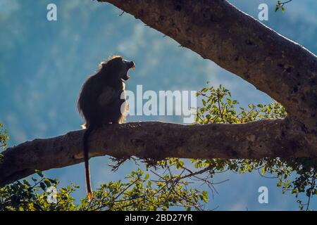 Roaring Baboon male Stock Photo - Alamy