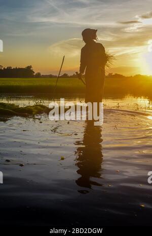 Paddy Field of Assam Stock Photo - Alamy
