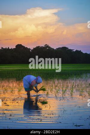 Paddy Field of Assam Stock Photo - Alamy