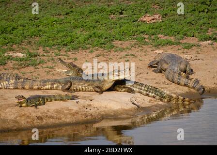 group of Common caimans lying in the sun, Caiman crocodilus, LLANOS ...
