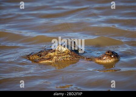 Common caiman, Caiman crocodilus, LLANOS, Venezuela, South America ...