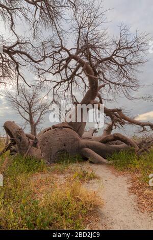 fallen and re-growing African Baobab tree (Adansonia digitata) close to ...