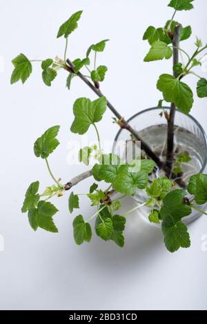 Cuttings of black currant on a white background. Cuttings Stock Photo ...