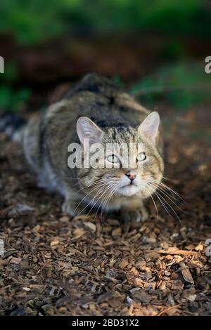 Asiatic Wildcat (Felis silvestris ornata) showing spotted fur Stock ...