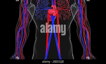 Rotating model of the human circulatory system. 3d rendering blood ...